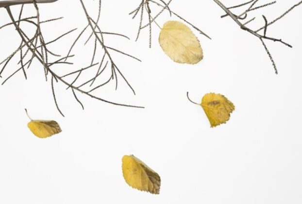 Lada 653, ¿de dónde es? - ElIndependientedeHidalgo.com.mx